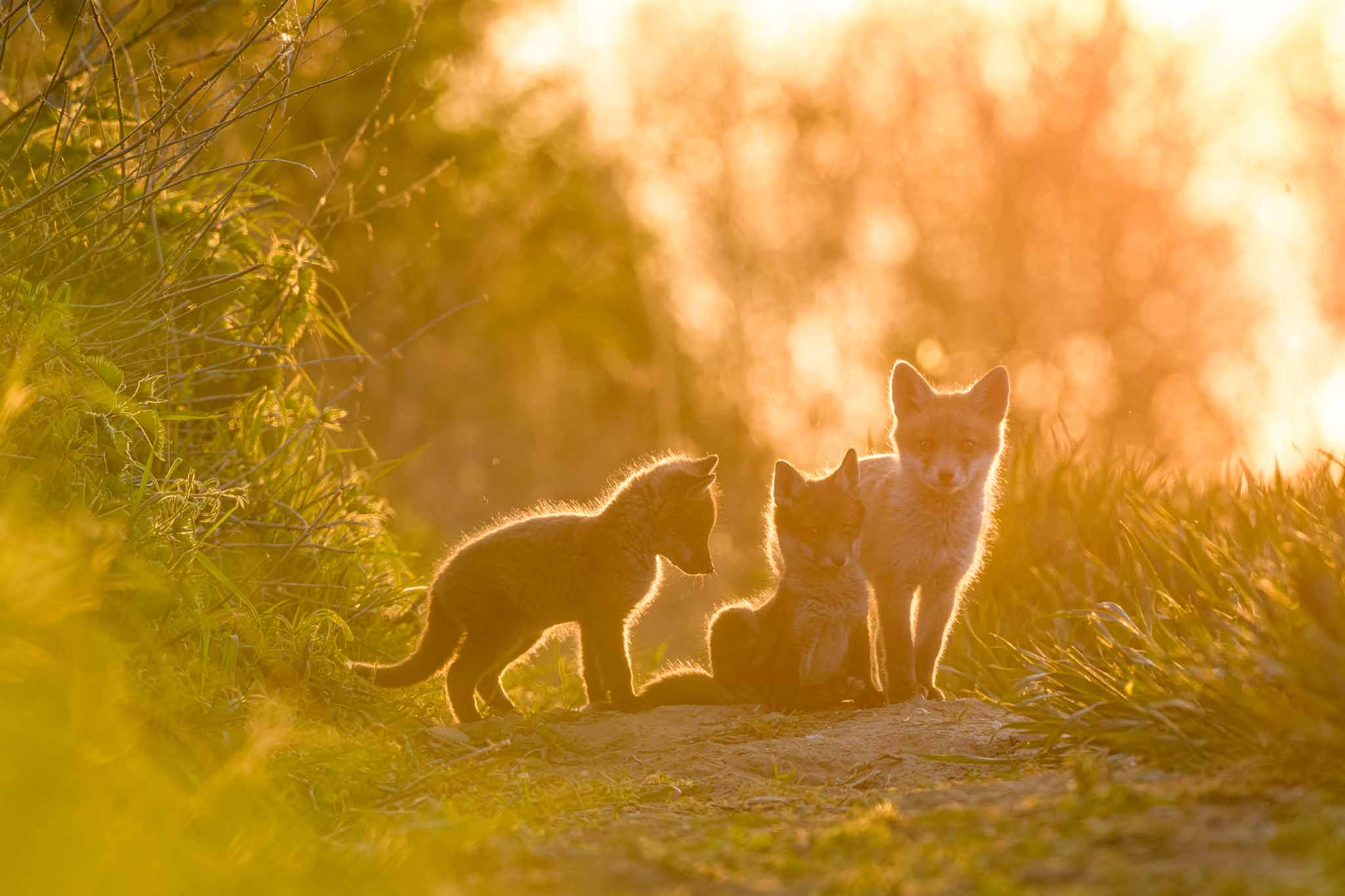 Spotlight on Norfolk nature - Outdoor Photography Magazine