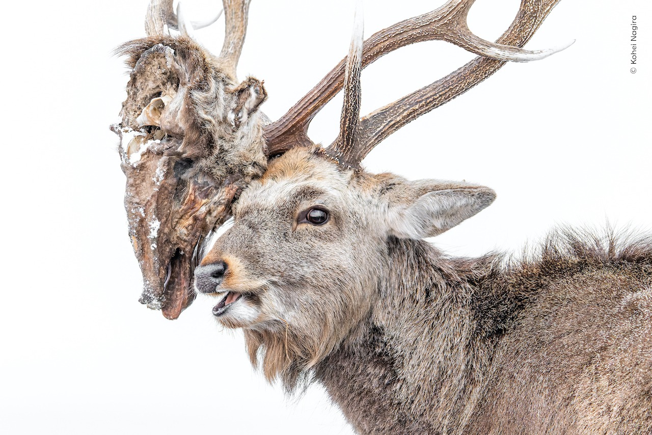 Wildlife Photographer of the Year – People's Choice Award - Outdoor ...
