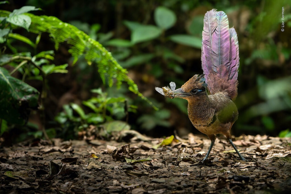 Wildlife Photographer of the Year – People's Choice Award - Outdoor ...