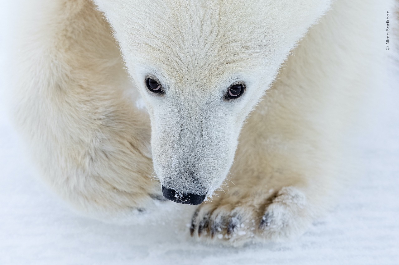 Wildlife Photographer of the Year – People's Choice Award - Outdoor ...